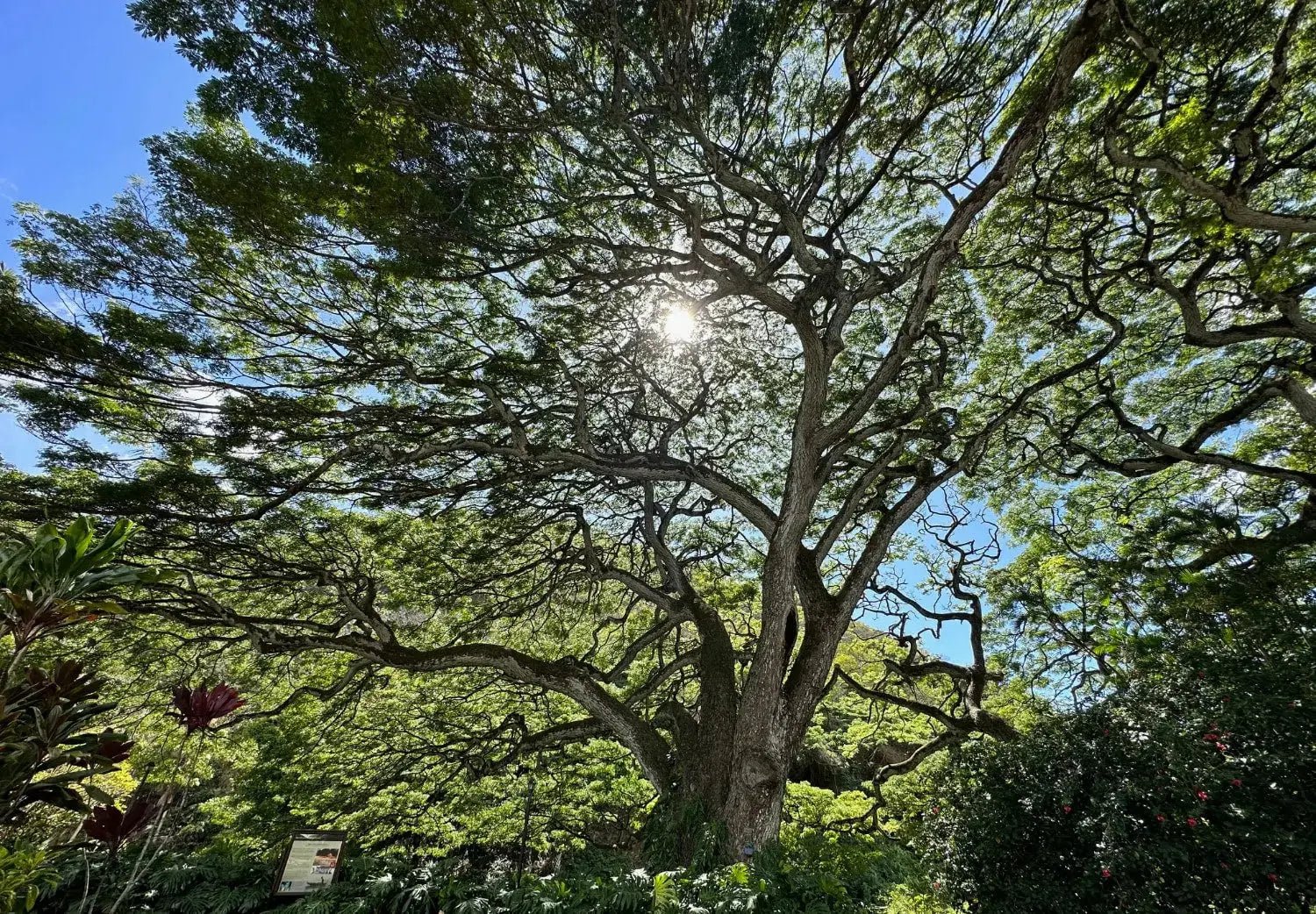 Exploring the Natural Wonders of Waimea Valley Botanical Garden: A ...